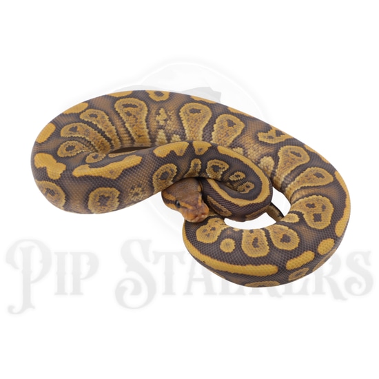 Chocolate Hypo Het DG Ball Python by Pip Stalkers