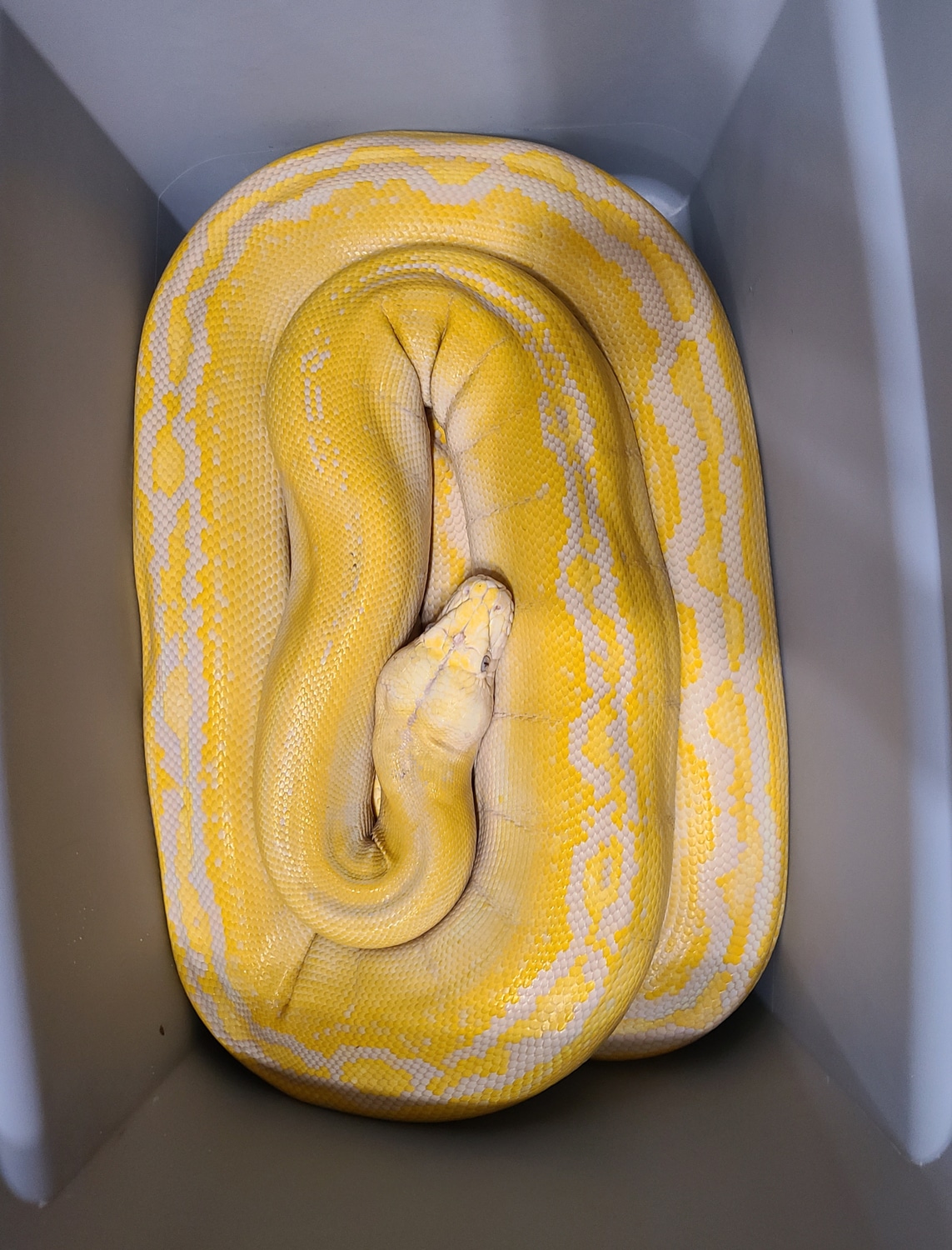 Lav Goldenchild Reticulated Python by Pi Reptiles - MorphMarket