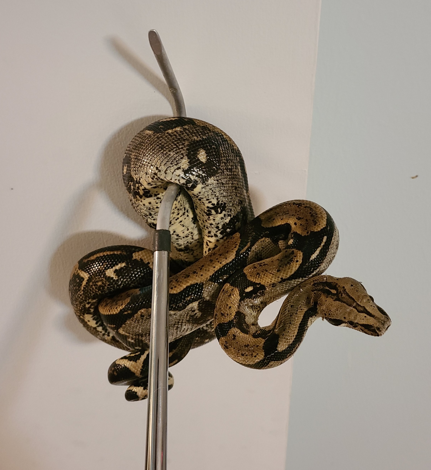 Longicauda Peruvian Long-tailed Boa Constrictor by Pi Reptiles ...