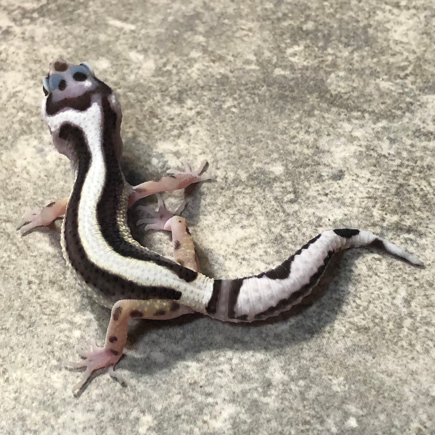 Mack Snow Lavender Bold Stripe Leopard Gecko by Pisces Geckos - MorphMarket