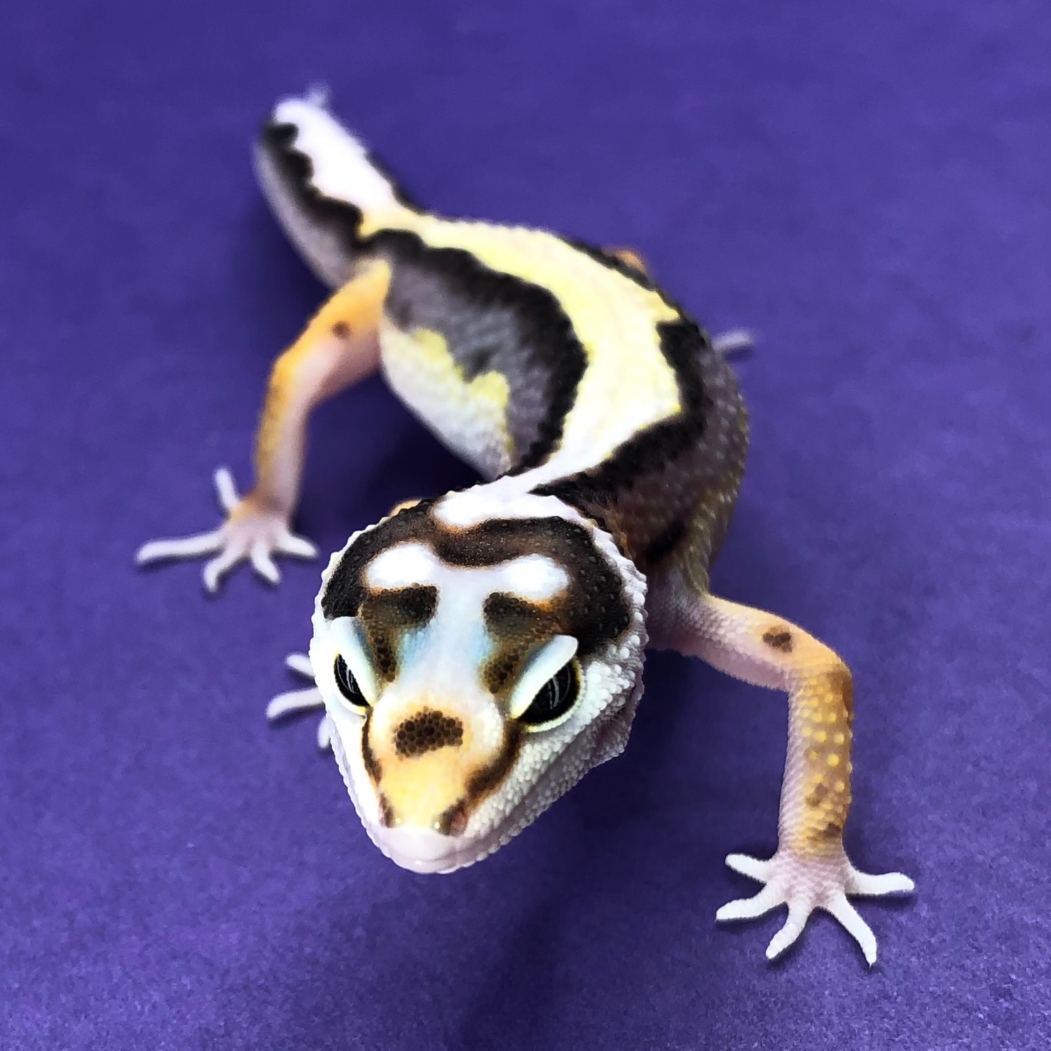 Lavender Bold Stripe Leopard Gecko by Pisces Geckos - MorphMarket