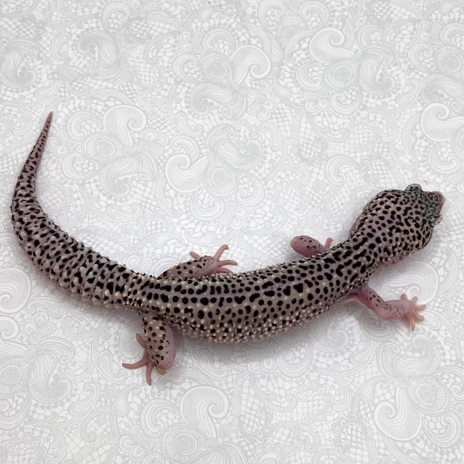 Mack Snow Eclipse Leopard Gecko by Pisces Geckos - MorphMarket