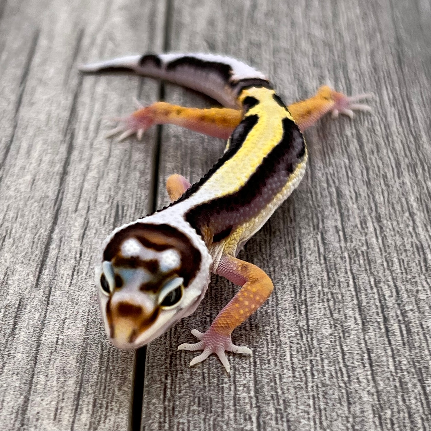 TSF Lavender Bold Stripe Leopard Gecko by Pisces Geckos - MorphMarket
