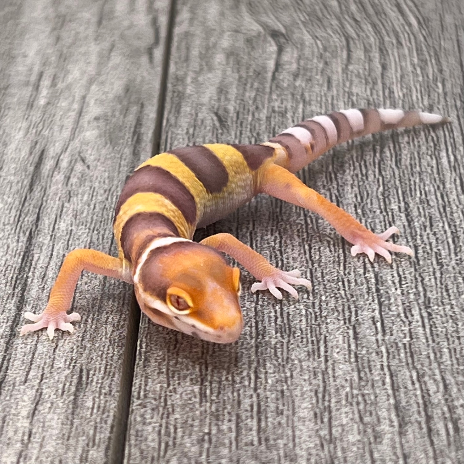 Tremper Tangerine *Pet Only* Leopard Gecko by Pisces Geckos - MorphMarket