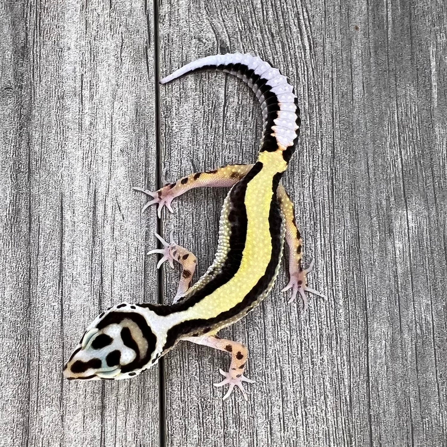 •Pet Only Bold Stripe• Leopard Gecko by Pisces Geckos - MorphMarket