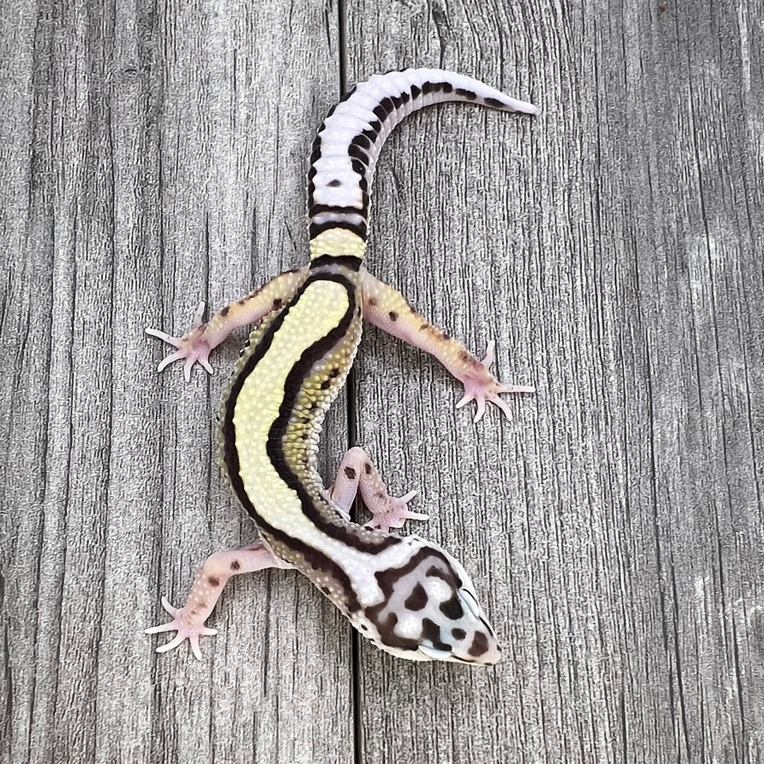 Bold Stripe Leopard Gecko by Pisces Geckos - MorphMarket
