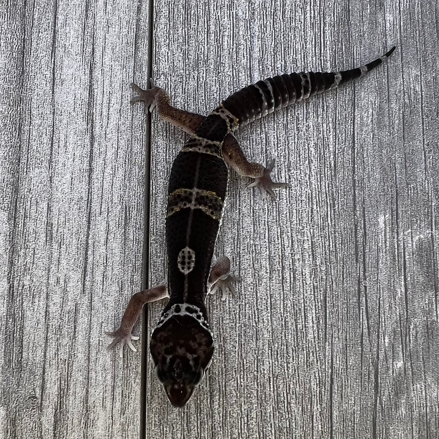 Black Night Cross Leopard Gecko by Pisces Geckos - MorphMarket