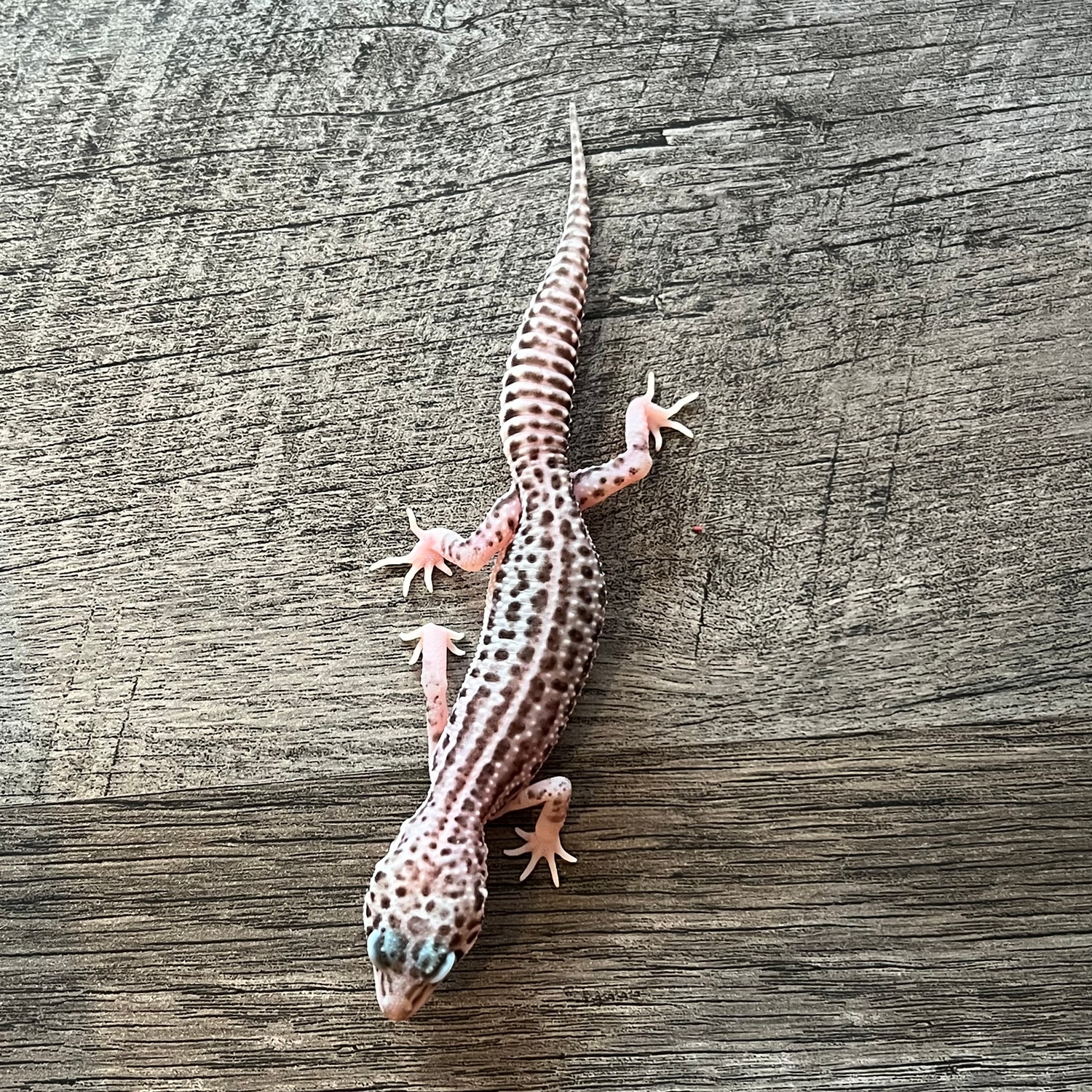 Super Snow Het Eclipse Leopard Gecko by Pisces Geckos - MorphMarket