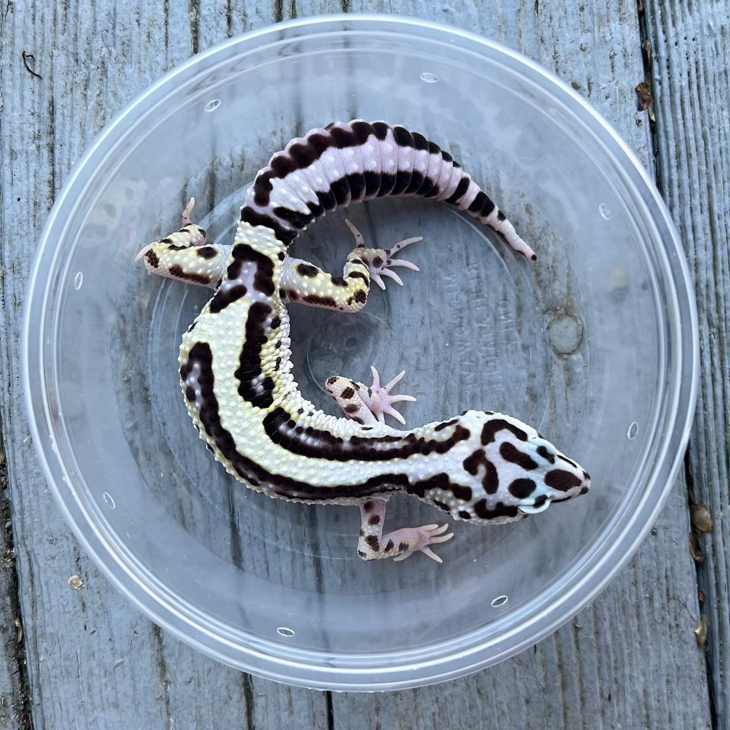 Mack Snow Bold Stripe Leopard Gecko by Pisces Geckos - MorphMarket
