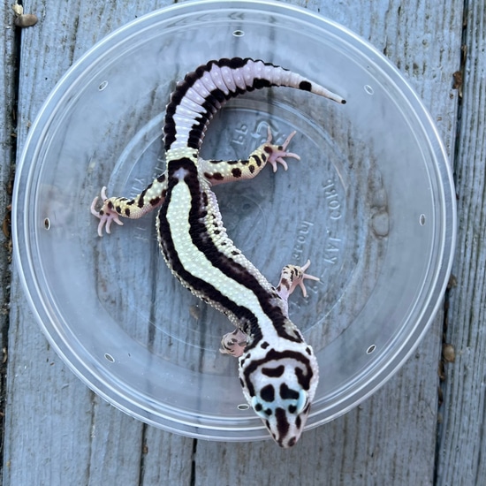 Mack Snow Bold Stripe Leopard Gecko by Pisces Geckos