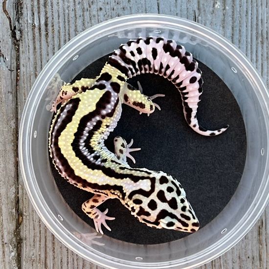 Mack Snow Lavender Bold Stripe Leopard Gecko by Pisces Geckos