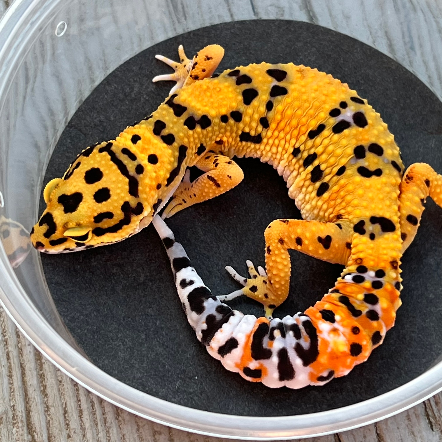 Afghan Bold Tang Cross Leopard Gecko by Pisces Geckos - MorphMarket