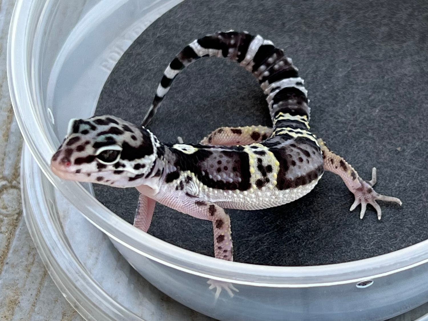 TSM Mack Snow Het Eclipse Leopard Gecko by Pisces Geckos - MorphMarket