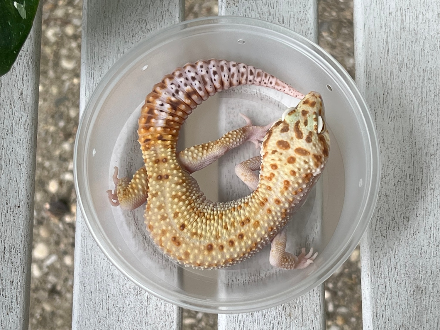 WY HC Tang RAPTOR Leopard Gecko by Pisces Geckos - MorphMarket