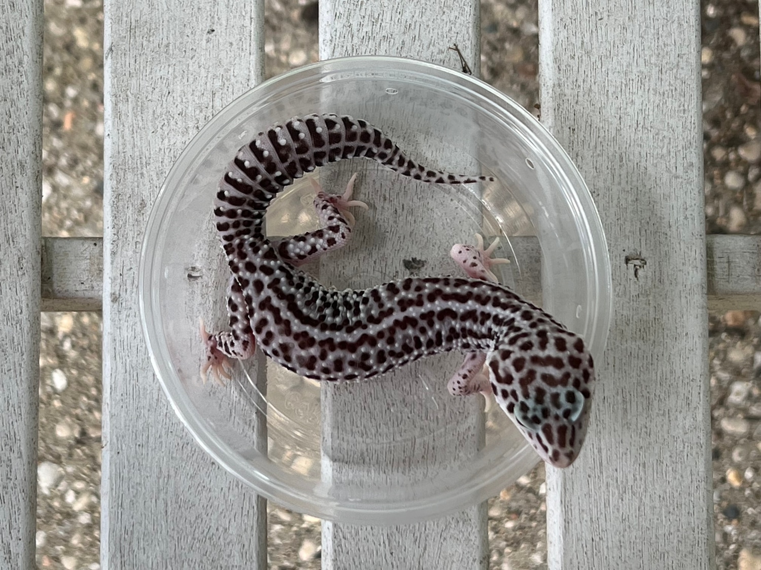Black Night Super Snow Het Eclipse Leopard Gecko by Pisces Geckos ...