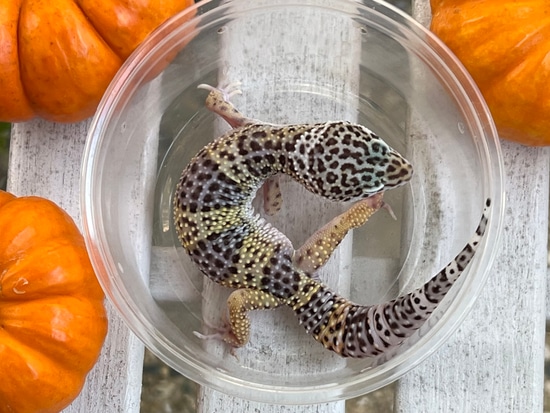 Normal Het Murphy Patternless Leopard Gecko by Pisces Geckos