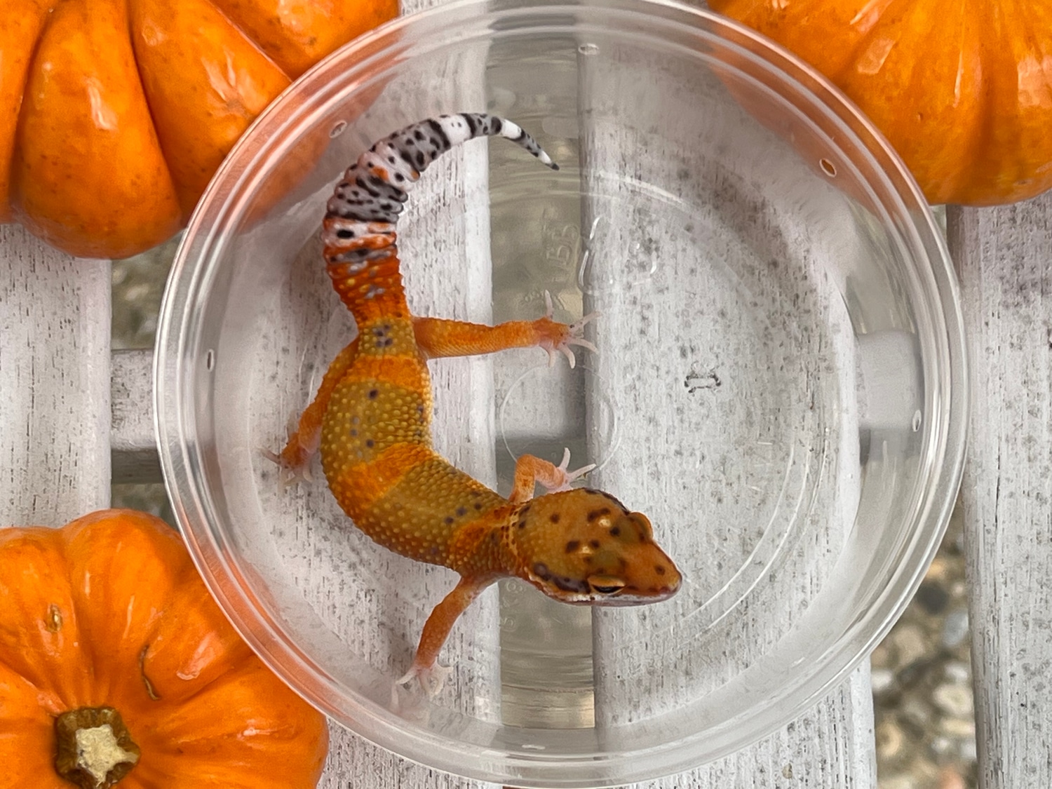 Mandarin Inferno Leopard Gecko by Pisces Geckos - MorphMarket