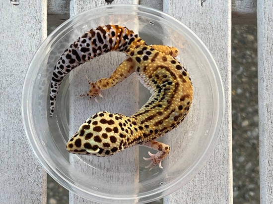 Clown Tangerine (Purplehead & Inferno Lines) Leopard Gecko by Pisces Geckos