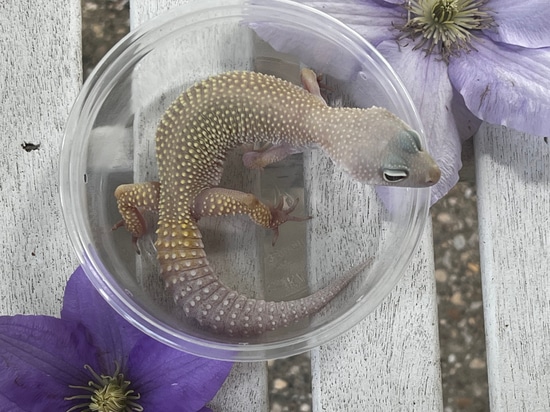 Murphy Patternless Leopard Gecko by Pisces Geckos