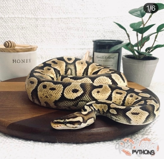 Female Lemon Pastel Ball Python (Local Only) by Pitford Pythons