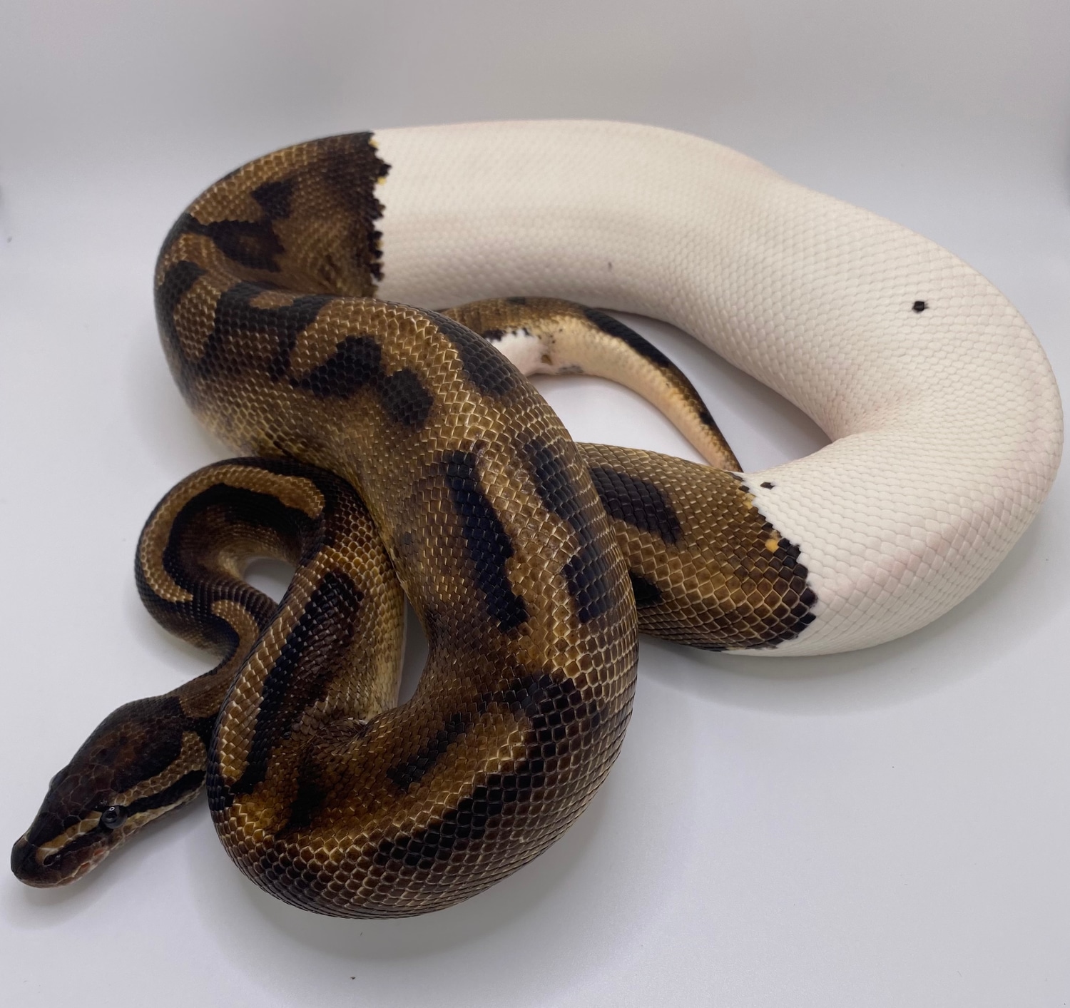 Pied Ball Python by LI Reptiles - MorphMarket