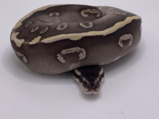 Super Phantom Ball Python by LI Reptiles