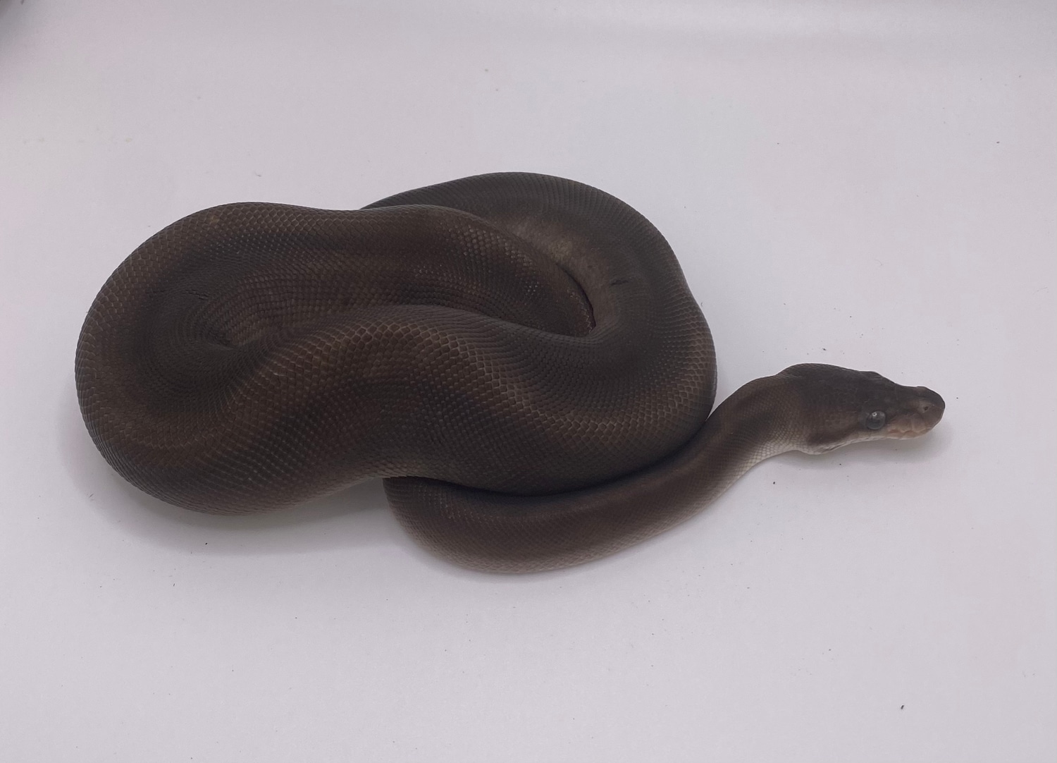 GHI Gargoyle Ball Python by LI Reptiles - MorphMarket