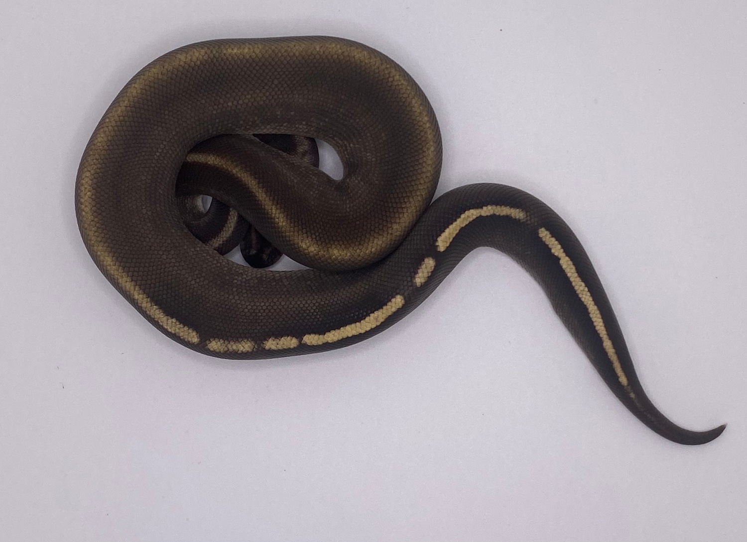 Black Magic GHI Ball Python by LI Reptiles - MorphMarket
