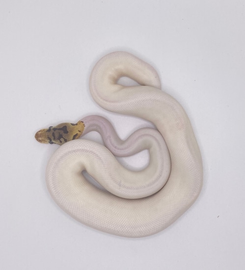 Spied Ball Python by LI Reptiles