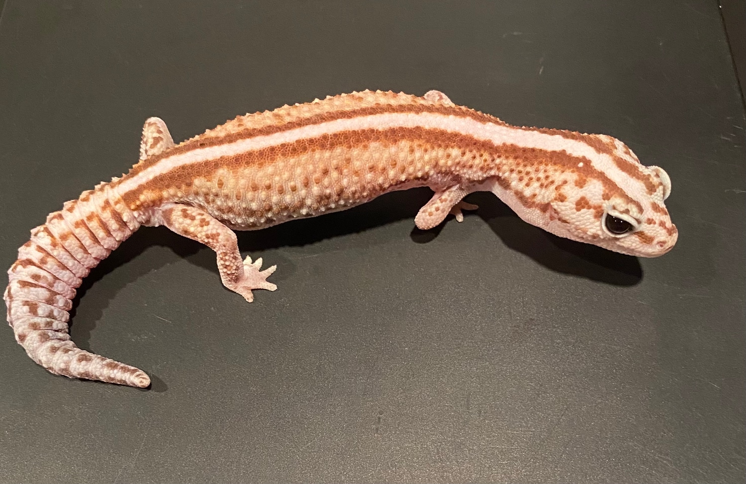 Stripe Whiteout Patternless African Fat-Tailed Gecko by LI Reptiles ...
