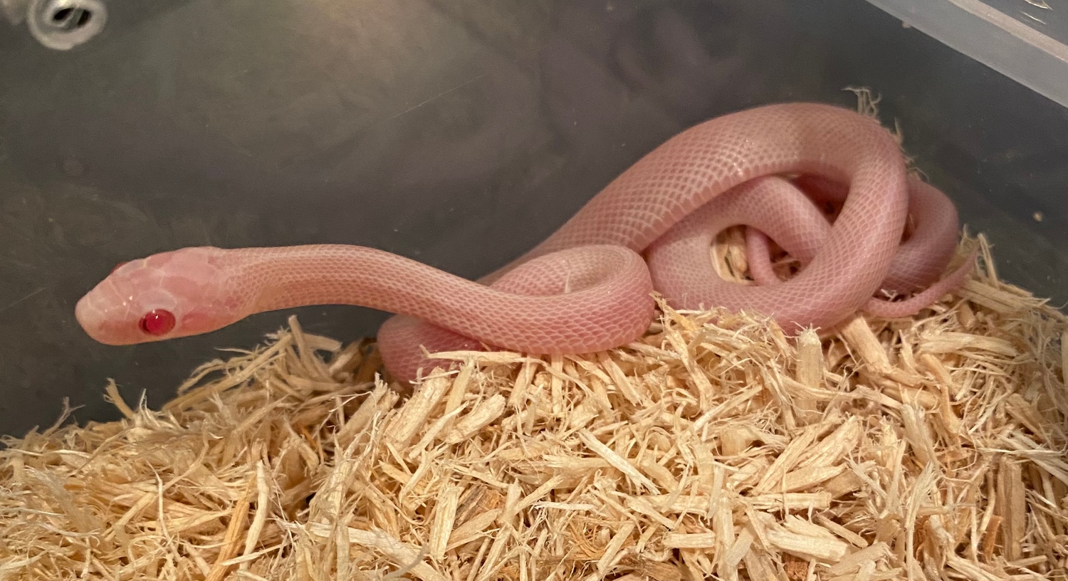 Blizzard Corn Snake by LI Reptiles - MorphMarket