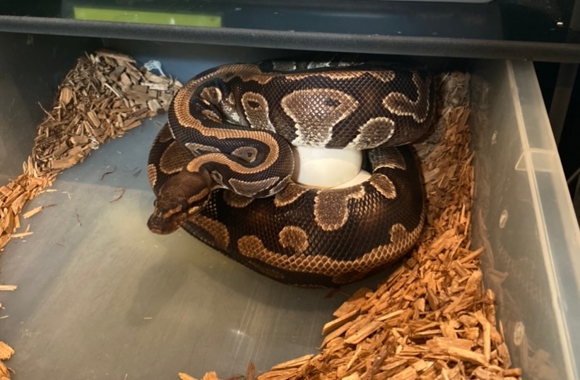 Normal Proven Breeder Ball Python by LI Reptiles - MorphMarket