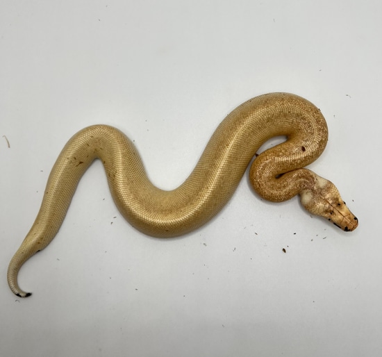 Magpie Blood Python by LI Reptiles