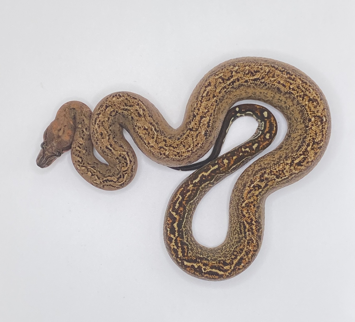 Hypo Sonoran Leopard Boa Constrictor by LI Reptiles - MorphMarket