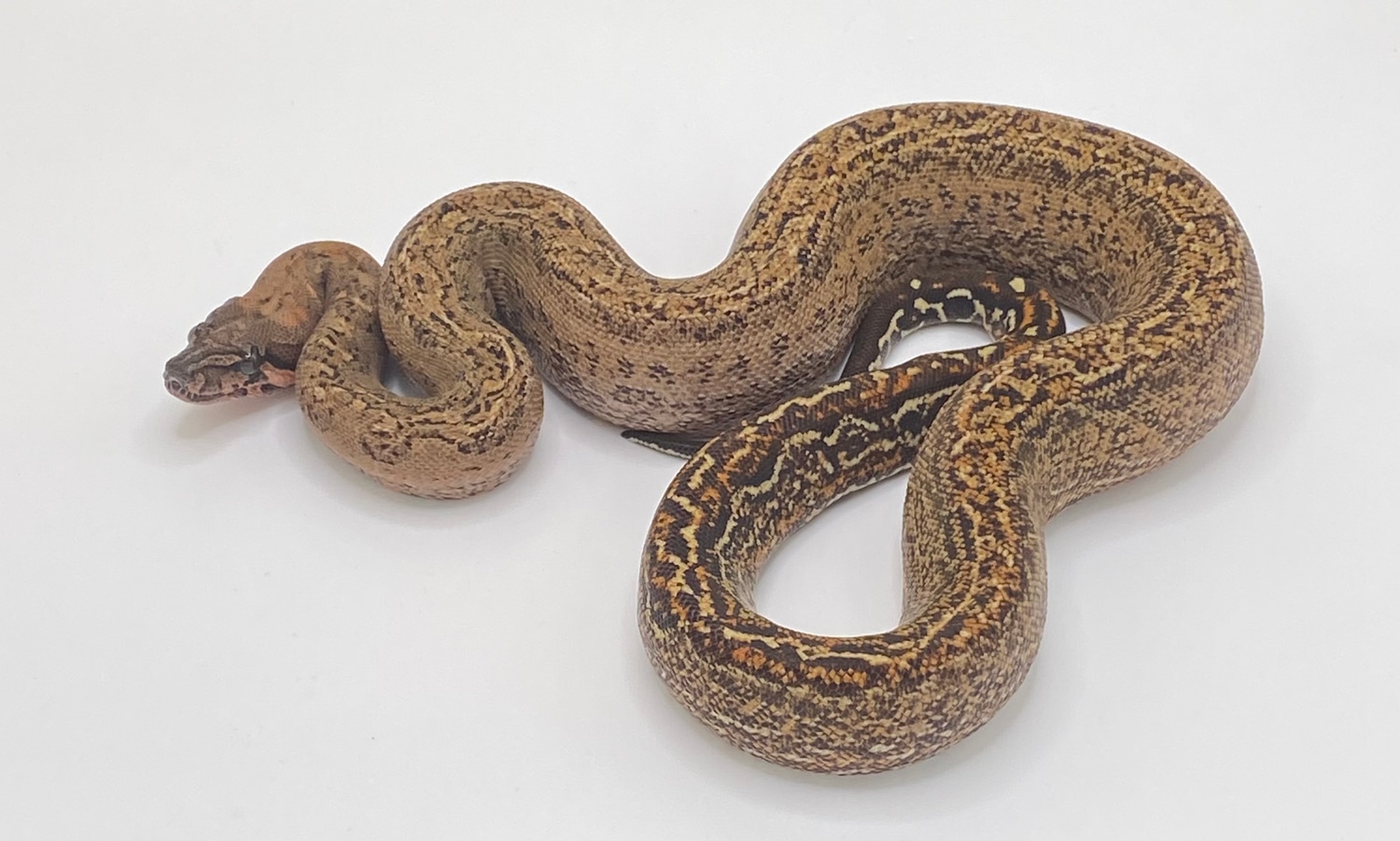 Hypo Sonoran Leopard Boa Constrictor by LI Reptiles - MorphMarket