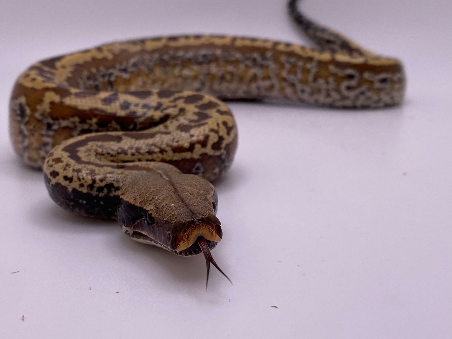 Batik Het AlbinoT+ Blood Python by LI Reptiles - MorphMarket