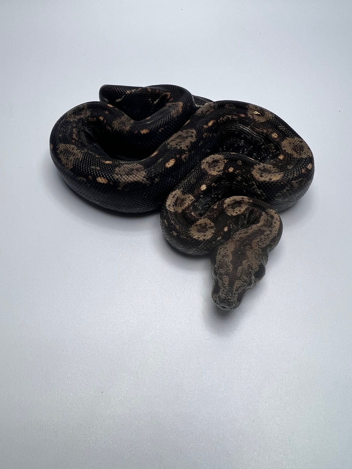 IMG 100% Het Black Devil Boa Constrictor by LI Reptiles - MorphMarket