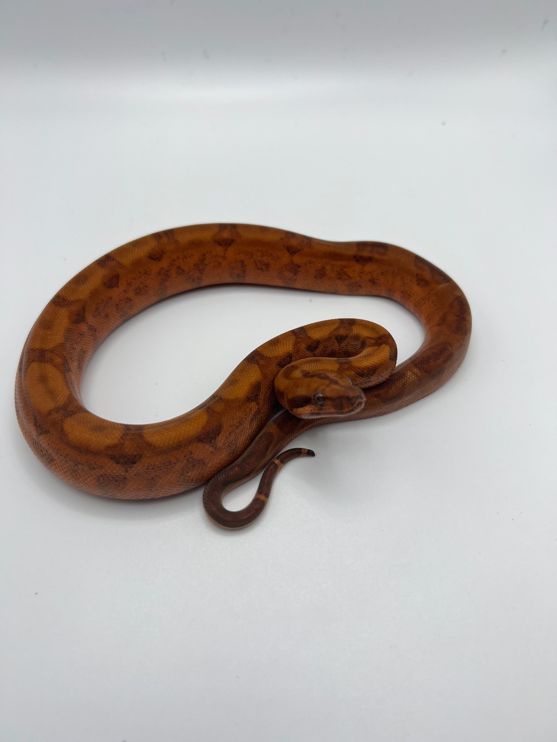 Hypo Blood Boa Boa Constrictor by LI Reptiles - MorphMarket