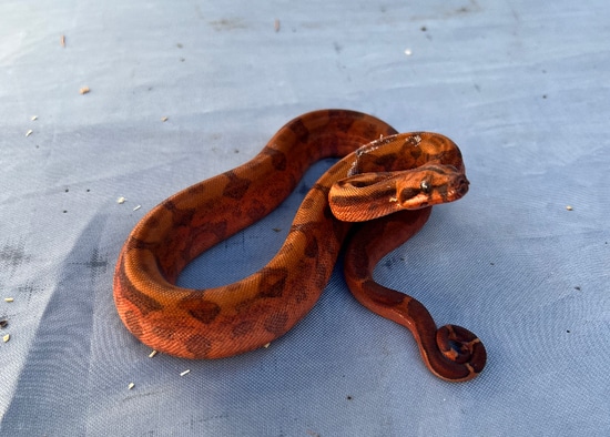 Hypo Blood Boa Boa Constrictor by LI Reptiles