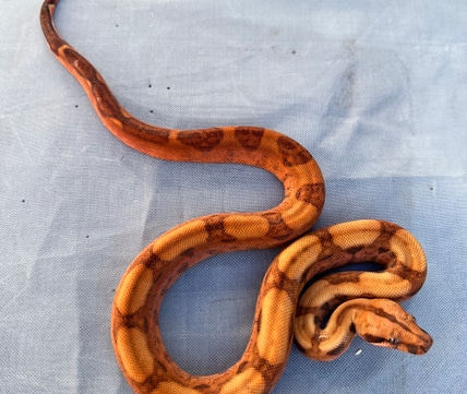 Salmon Hypo Sonoran Leopard Boa Boa Constrictor by LI Reptiles ...