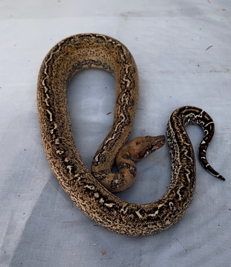 Hypo Sonoran Leopard Boa Boa Constrictor by LI Reptiles