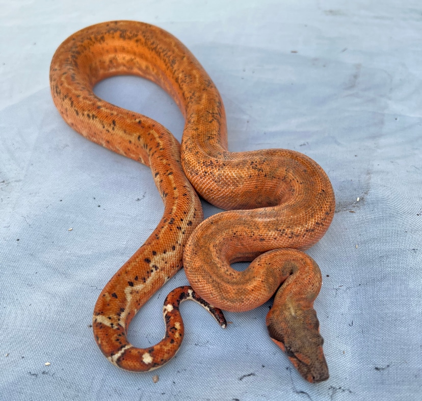 Salmon Hypo Sonoran Leopard Boa Boa Constrictor by LI Reptiles ...
