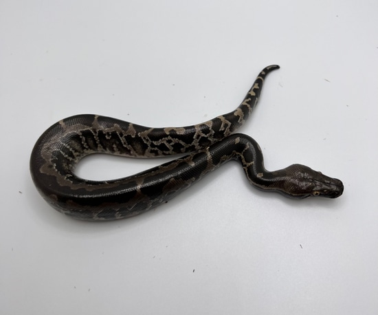 Sumatran Black Head Sumatran Short-Tailed Python by LI Reptiles