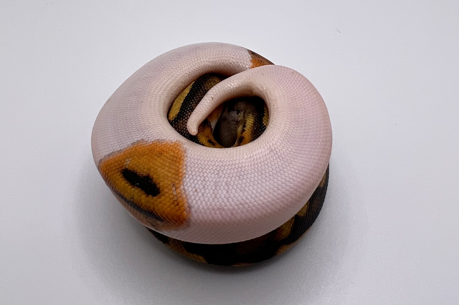 Pied High White Ball Python by LI Reptiles - MorphMarket