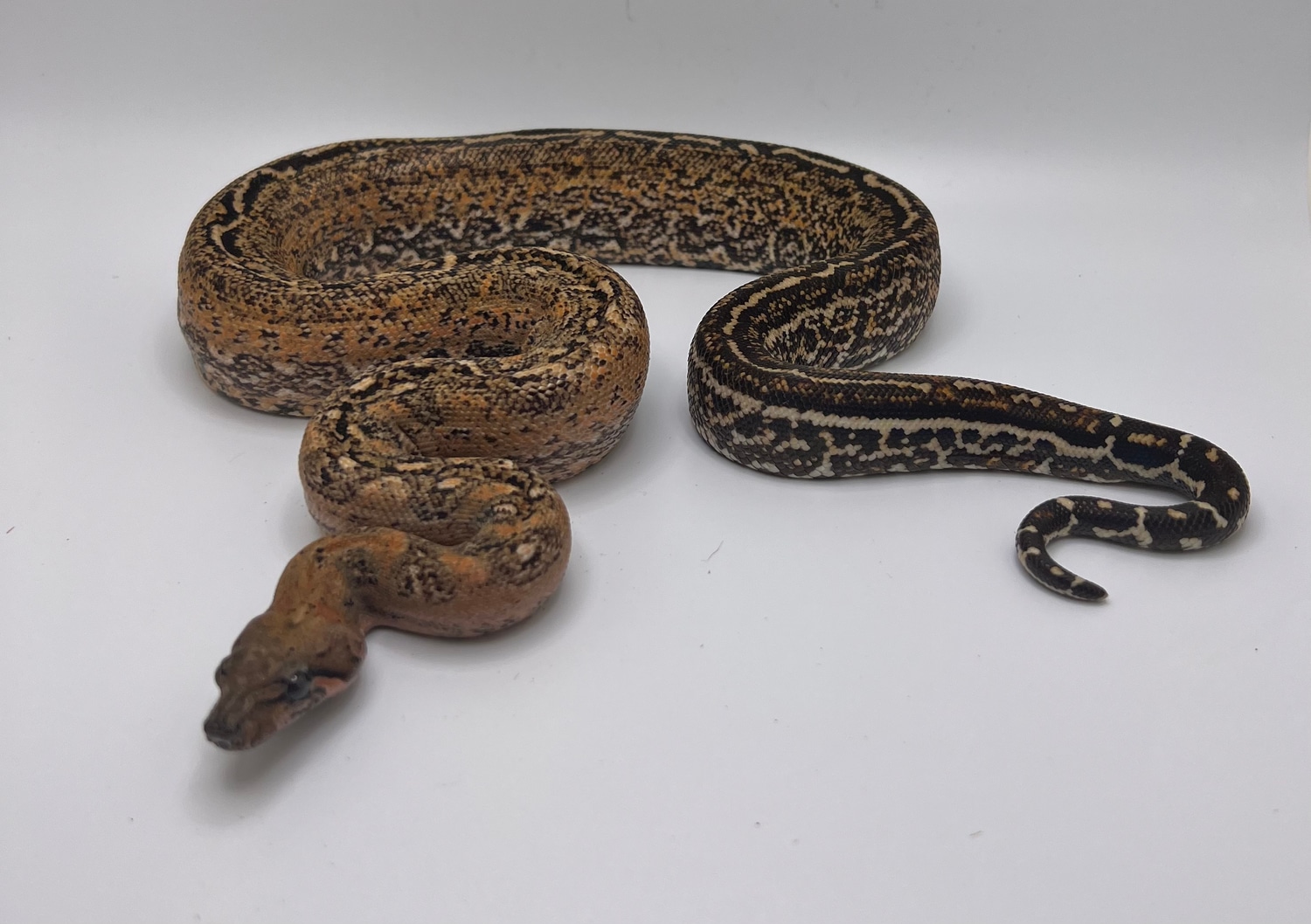 Hypo Sonoran Leopard Boa Constrictor by LI Reptiles - MorphMarket