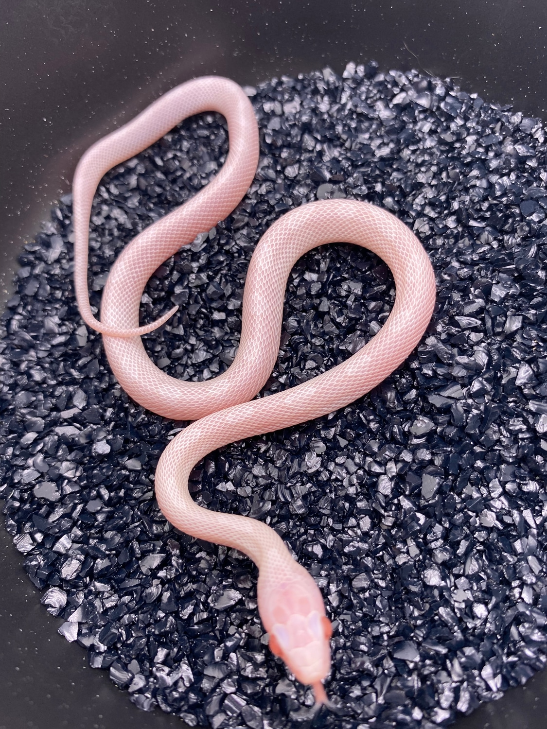 Whiteout Corn Snake by LI Reptiles - MorphMarket