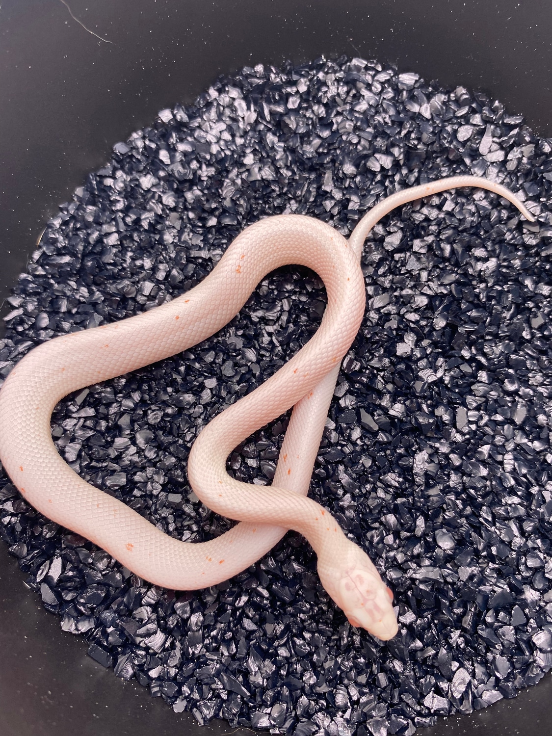 Amel Palmetto Corn Snake by LI Reptiles - MorphMarket