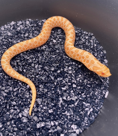 Arctic Albino Western Hognose by LI Reptiles