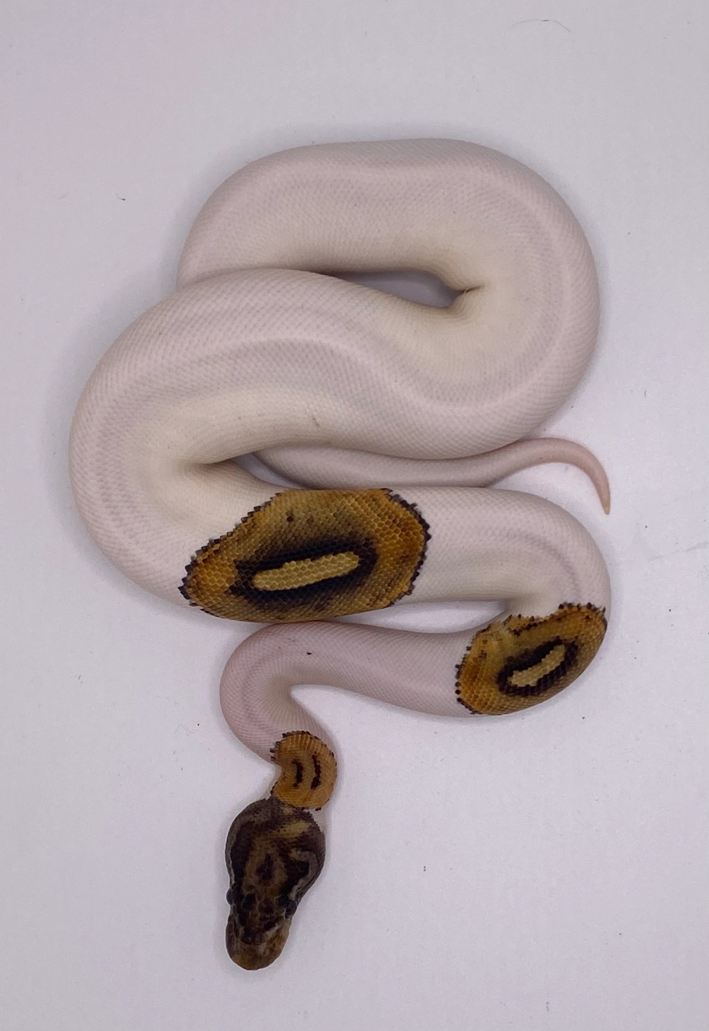 Pinto Pied Ball Python By Li Reptiles Morphmarket