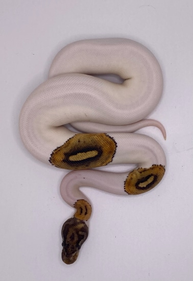 Pinto Pied Ball Python by LI Reptiles
